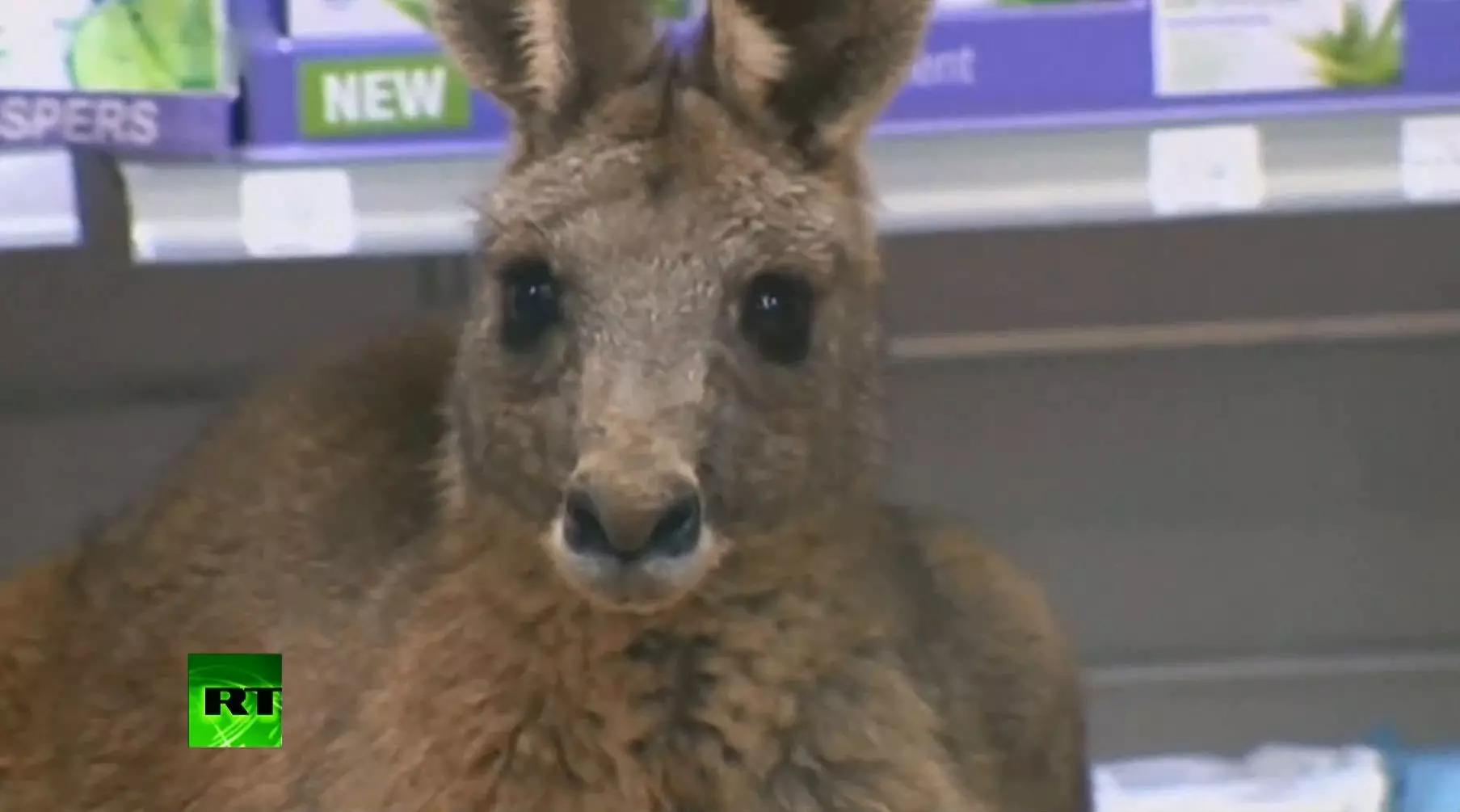 Tri nevjerojatne kanguroo priče