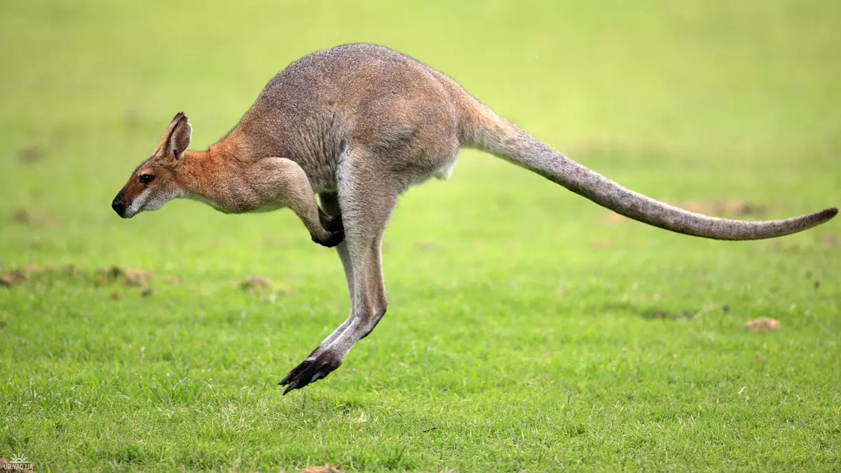 ສາມເລື່ອງ Kangaroo ເຮັດໃຫ້ປະລາດ