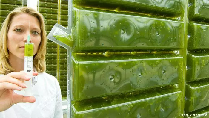 Utvrđeno je da metoda pretvara alge u sirovu naftu za manje od sat vremena