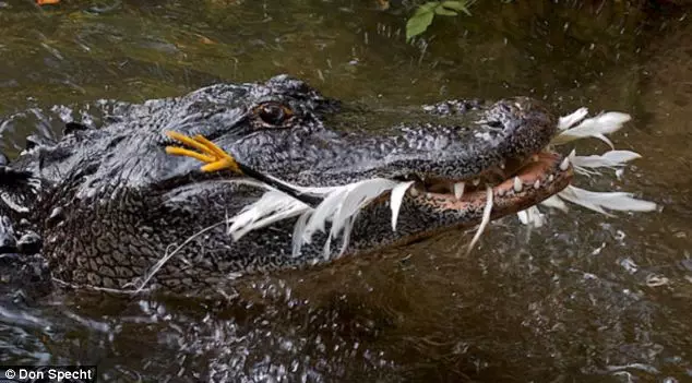 Херон се обиде да ја подигне гранката, а крокодилот се упати кон неа.