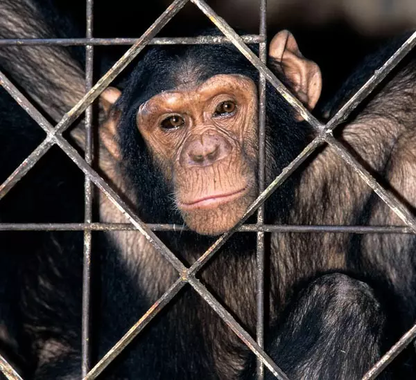 "Droits inhumains" envie de reconnaître les chimpanzés par l'objet de la loi