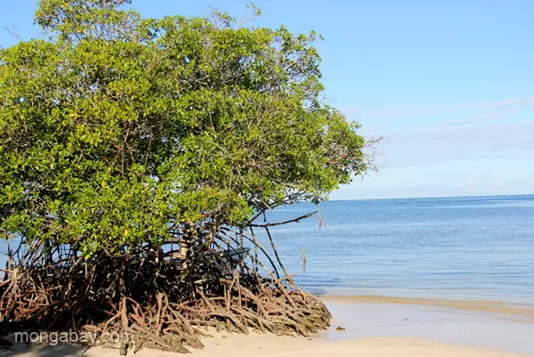 Mangra Dominikos Respublikos pakrantėje