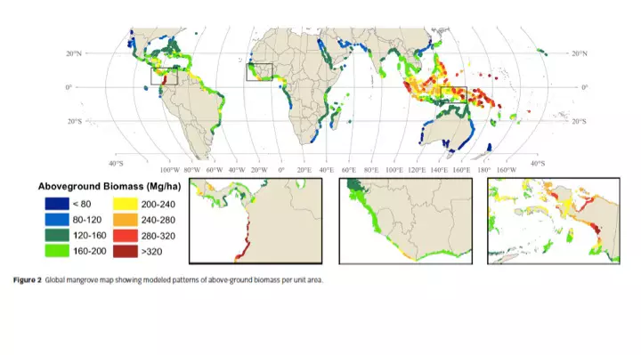 Mapa oszczędzania węgla przez lasy namorzynowe