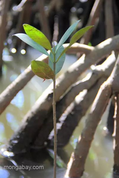 Jonge spruit in mangrovebos in de Dominicaanse Republiek