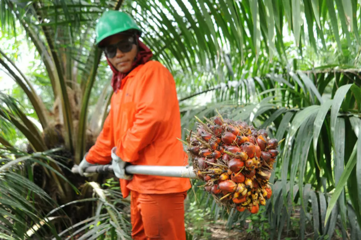 Menaka palmie - fitaovana matavy sarobidy ho an'ny biofuels