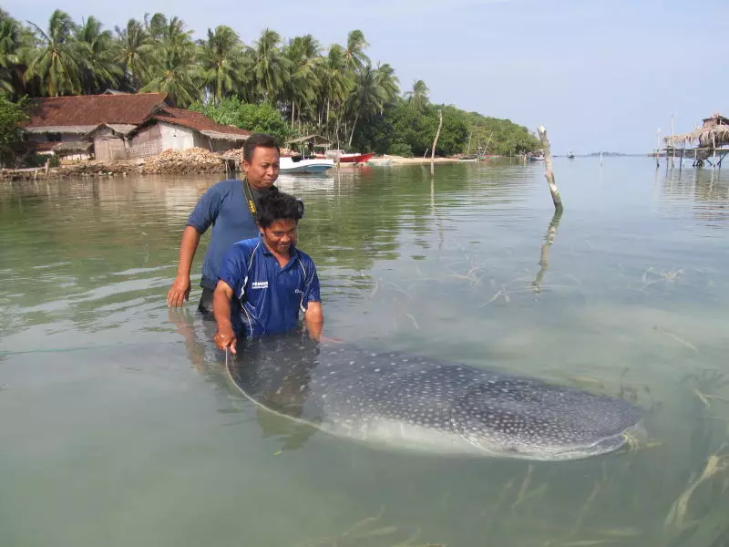 એસએમએસ વ્હેલ શાર્ક બચાવે છે