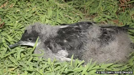 Penduduk Kepulauan Silly Melindungi Seabirds Dari Tikus