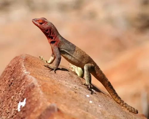 14 منفرد جانور Galapagos جزائر