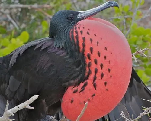 14 Unieke Animal Galapagos-eilanden