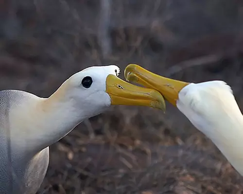 14 Unikátní Animal Galapagos ostrovy