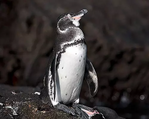 14 Eşsiz Hayvan Galapagos Adaları