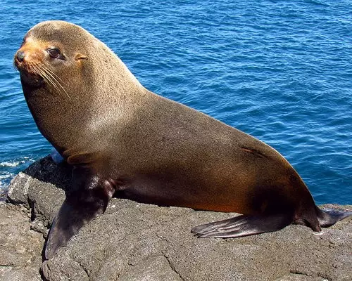 14个独特的动物加拉帕戈斯群岛
