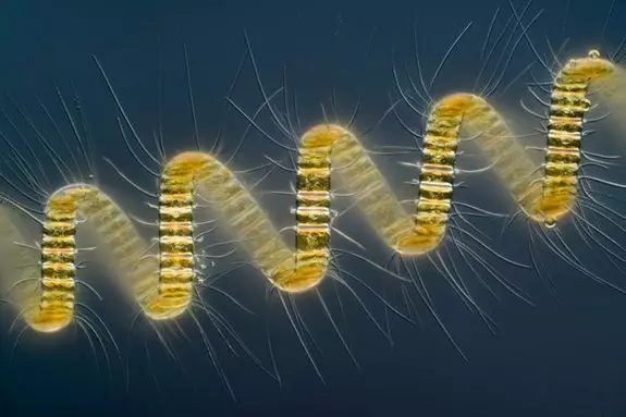 Ang imahe sa Spiral Plankton nakuha ang una nga premyo sa Photo Contest nga 