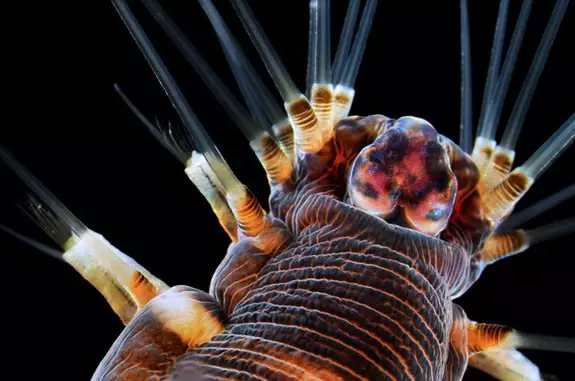 Gambar Plankton Spiral entuk hadiah pertama ing kontes foto 