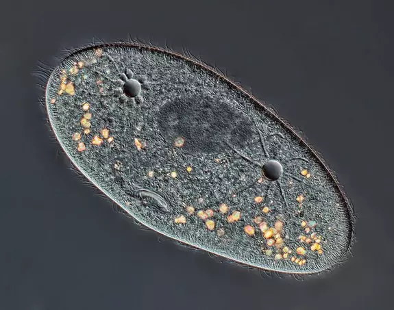 La bildo de la Spiral Plankton ricevis la unuan premion en la foto-konkurso 