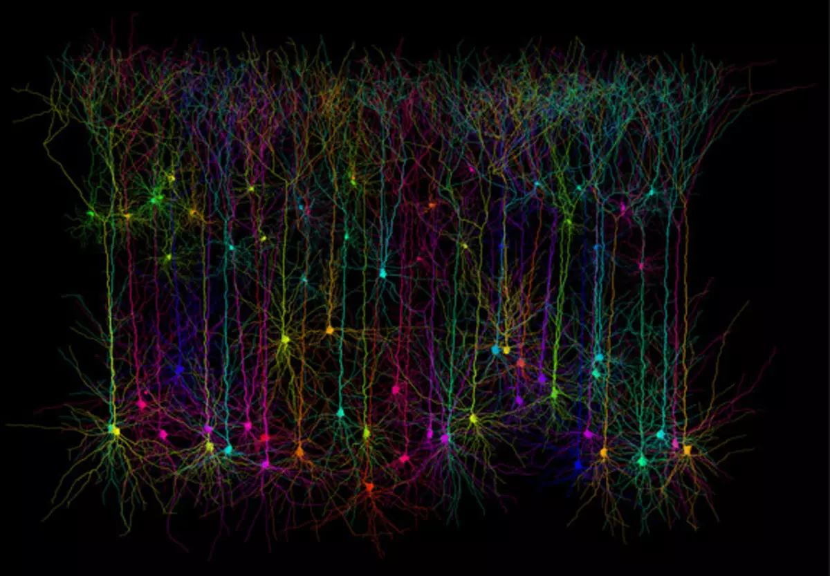 Ordinadors en miniatura al cervell humà