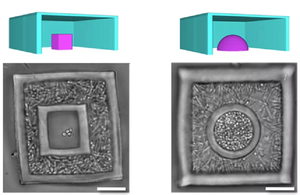 Раздрукаваныя на 3D-друкарцы бактэрыі раскрыюць сакрэты захворванняў