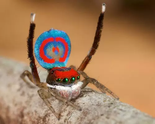 Hit Parade Spiders: 8 unique species