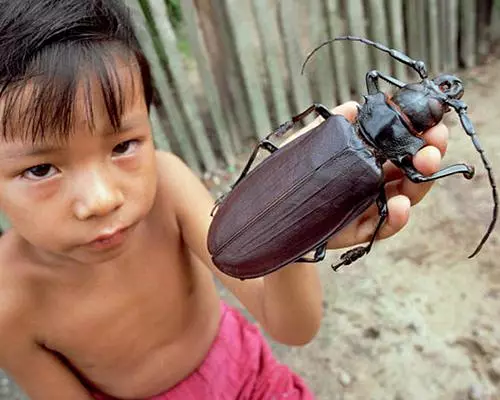 10 loài côn trùng lớn nhất thế giới