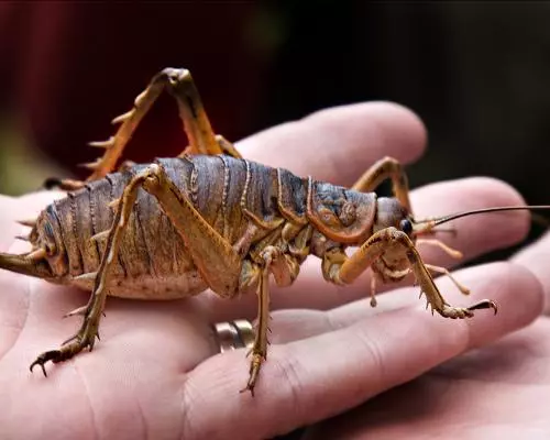 10 أكبر حشرات في العالم