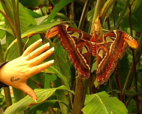 दुनिया में 10 सबसे बड़ी कीड़े