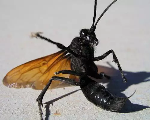 10 serangga terbesar di dunia