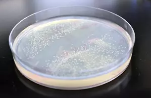Mae bacteria a addaswyd yn enetig yn cynhyrchu 50 y cant yn fwy o danwydd