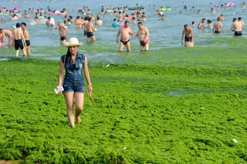 Příroda dává barvy: nejvýraznější kvetoucí řasy