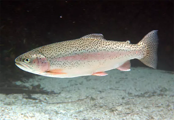 Trout (Oncorynchus mykiss)