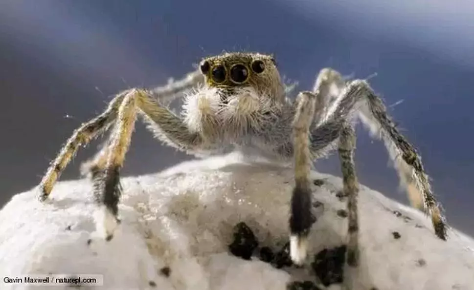 I-Himalayan Egxume Spider