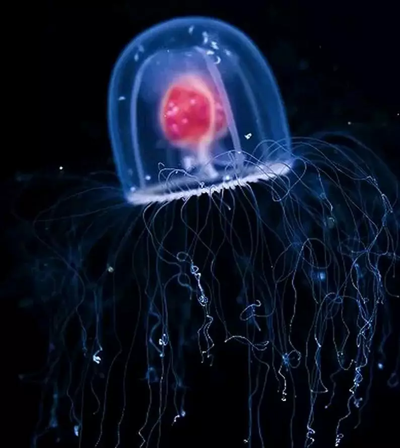 Imòtèl meduz