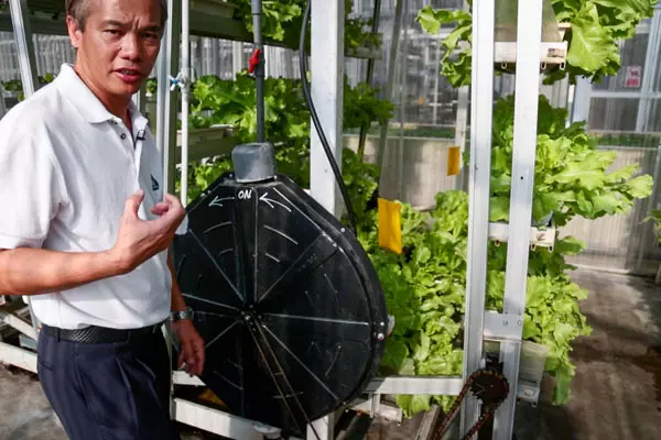 Vertical-farming-süsteemi-Skygreens