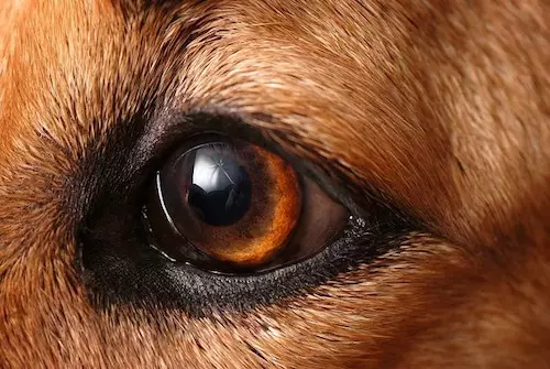 Нохойн нүдээр дэлхий ертөнц