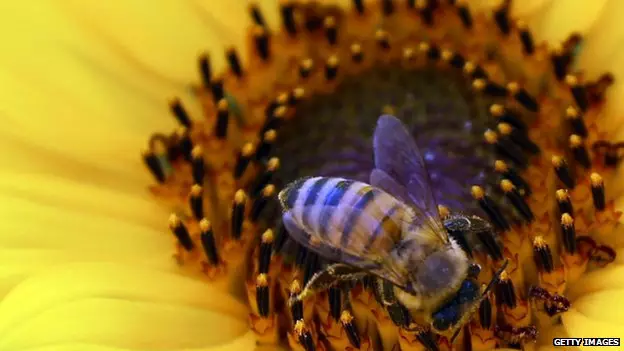 Verboden pesticiden kunnen een brede milieueffecten hebben.