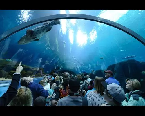 10 beandrockendst Aquariums op der Welt