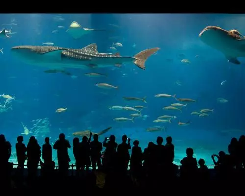 10 beandrockendst Aquariums op der Welt