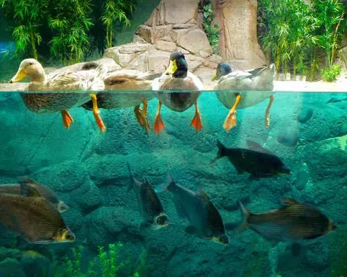 10 beandrockendst Aquariums op der Welt