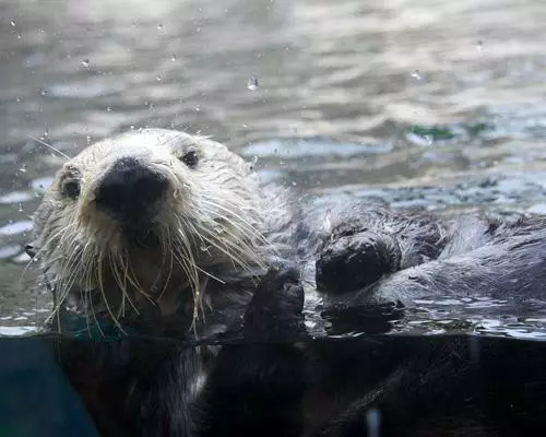 世界上最令人印象深刻的水族馆