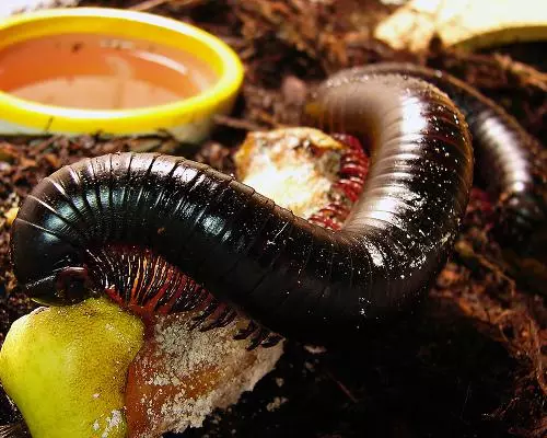 10 frightening, but completely harmless animals