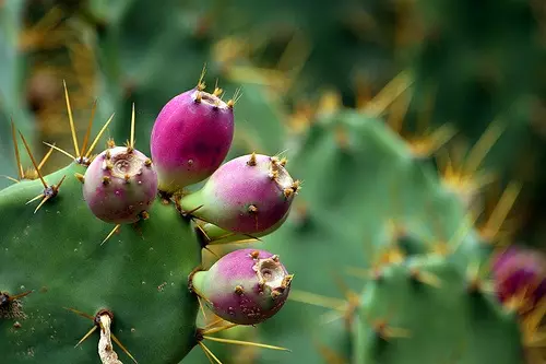 Maitiro Ekuchenesa mvura kubva pamazwi emafuta anozotaurira cactus
