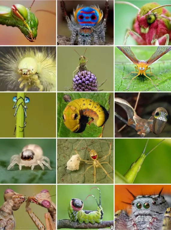 ಕೀಟಗಳ ಪ್ರಪಂಚದ 15 ಭಾವನೆಗಳು