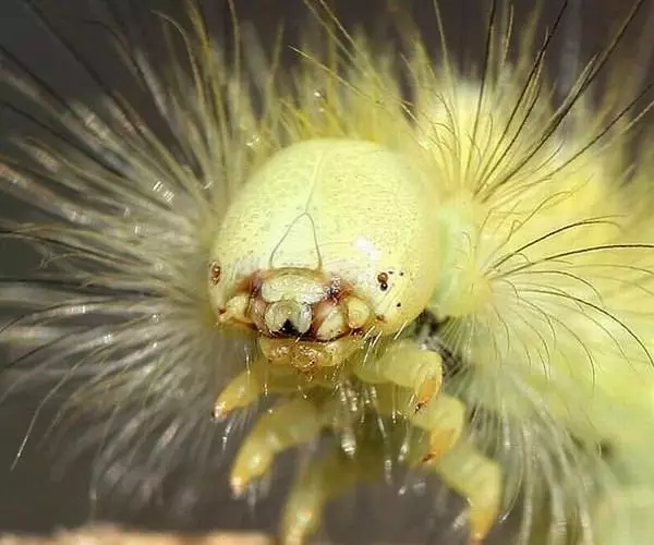 15 Emotiounen vun der Welt vun Insekten