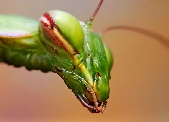 ಕೀಟಗಳ ಪ್ರಪಂಚದ 15 ಭಾವನೆಗಳು