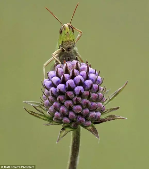 ಕೀಟಗಳ ಪ್ರಪಂಚದ 15 ಭಾವನೆಗಳು