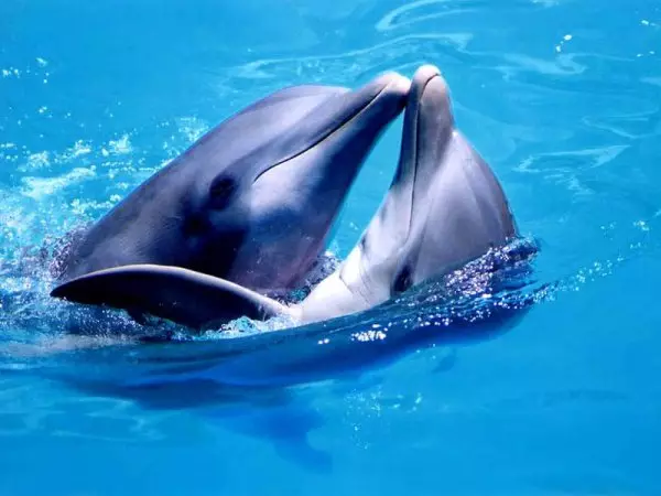 Дельфинүүд жирэмсэн эмэгтэйн үр хөврөлийг 