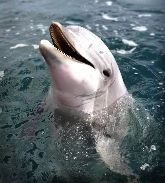 Els dofins són capaços de "veure" l'embrió d'una dona embarassada