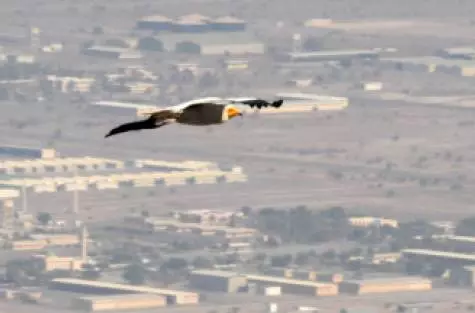 Vulture Éigipteach thar Mount Jebel Hafit