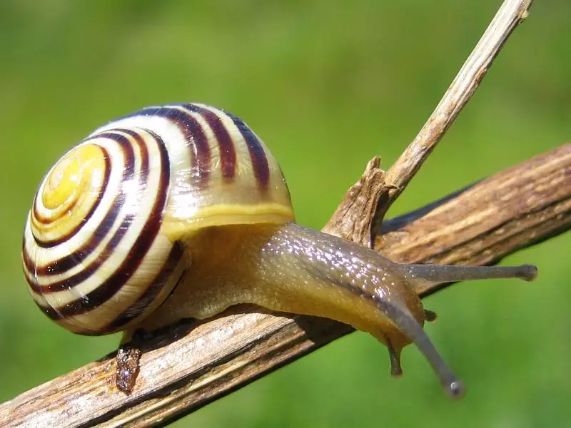 Geny obyčejného zahradního šneku CEPAEA Nemoralis z Irska jsou téměř zcela totožné s geny jejích příbuzných z východních pyrenejí