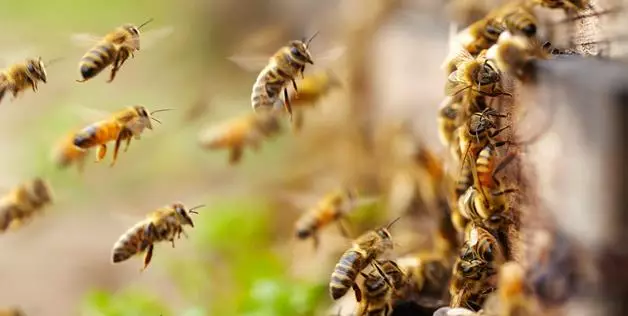 Universiteit fan Washington-personiel rint sperm bank huning bijen