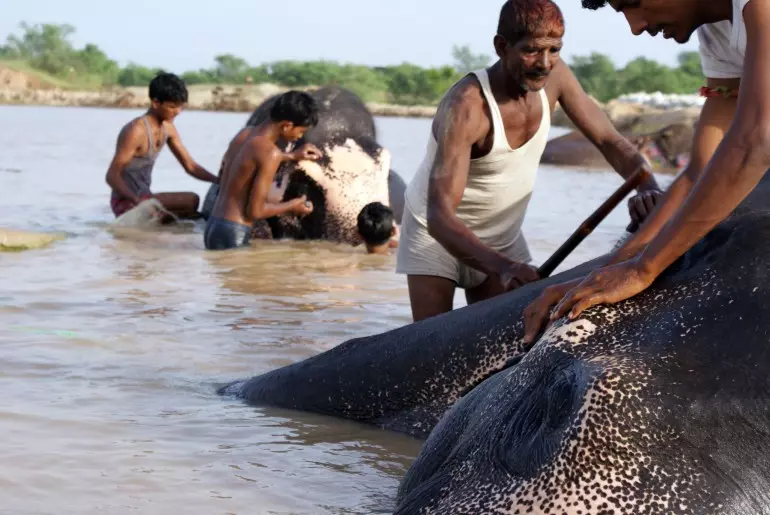 स्नान का अनुष्ठान लोगों और जानवरों के संचार की प्रक्रिया का एक महत्वपूर्ण घटक है।